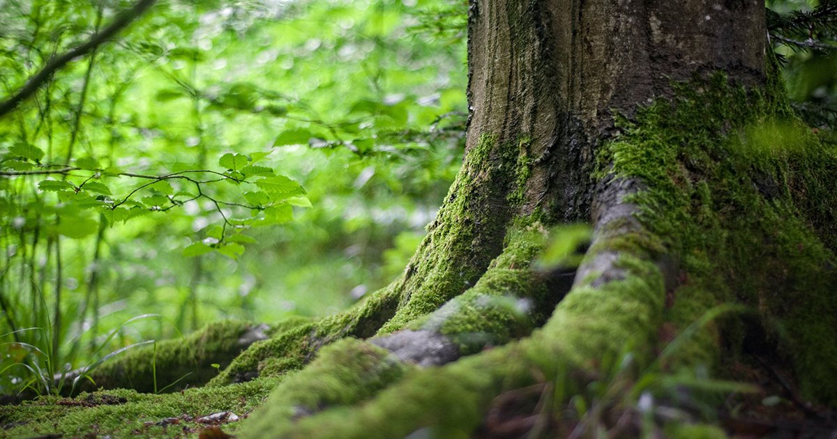 Planta un árbol (o muchos)