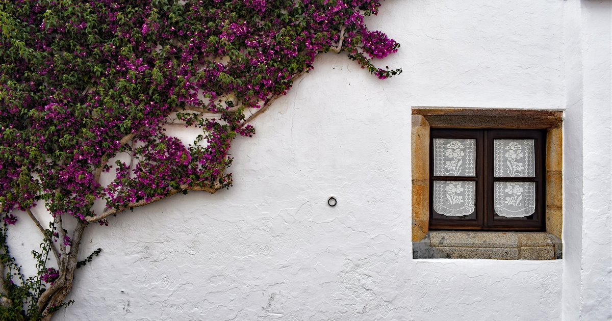 Cómo cuidar las plantas trepadoras