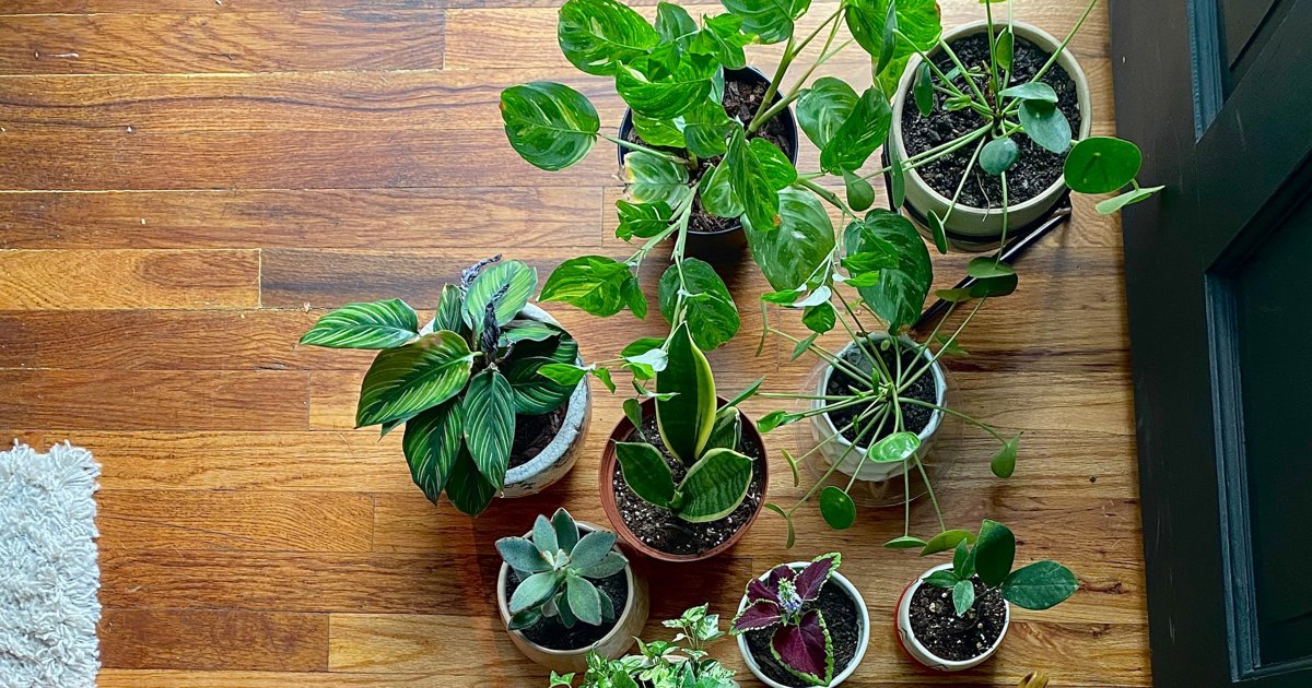 9 consejos (de experto) para preparar tus plantas y que las encuentras ...