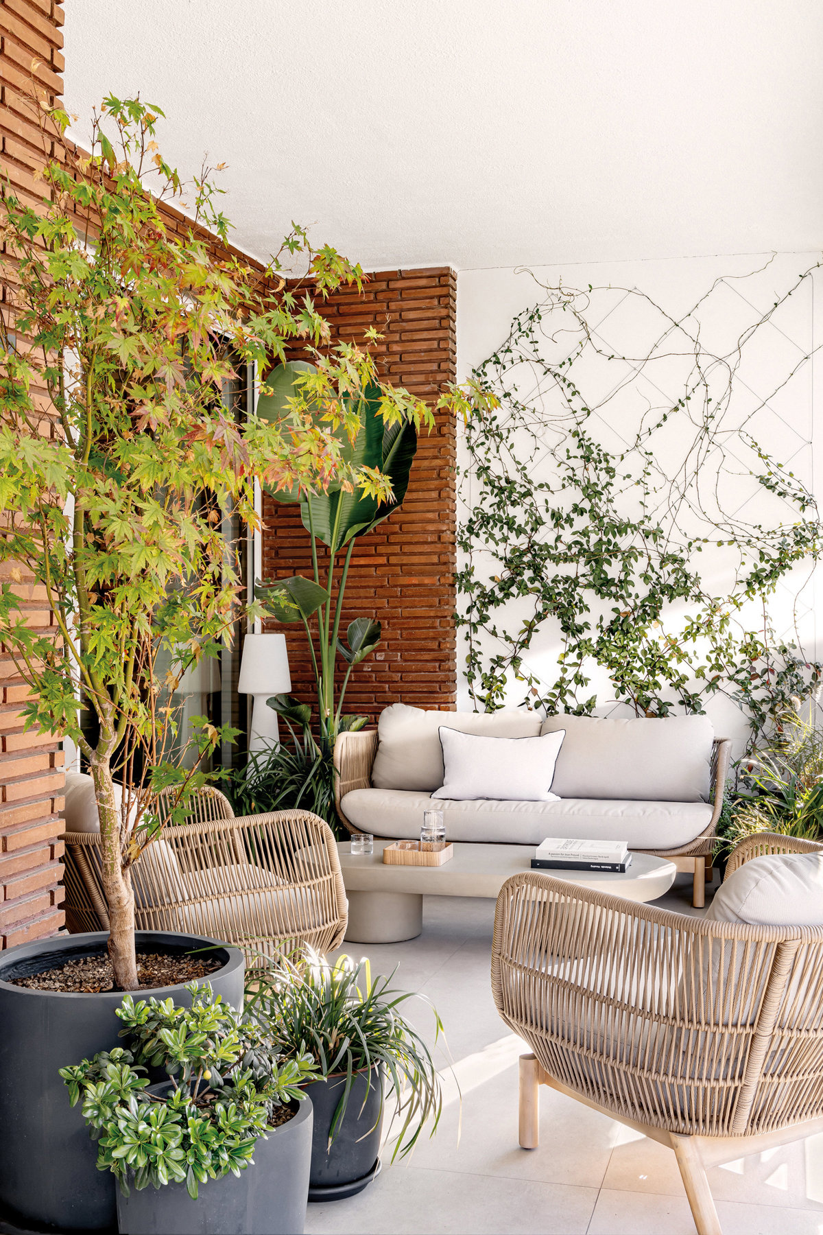 Decora la pared de la terraza con plantas trepadoras resistentes: no ...