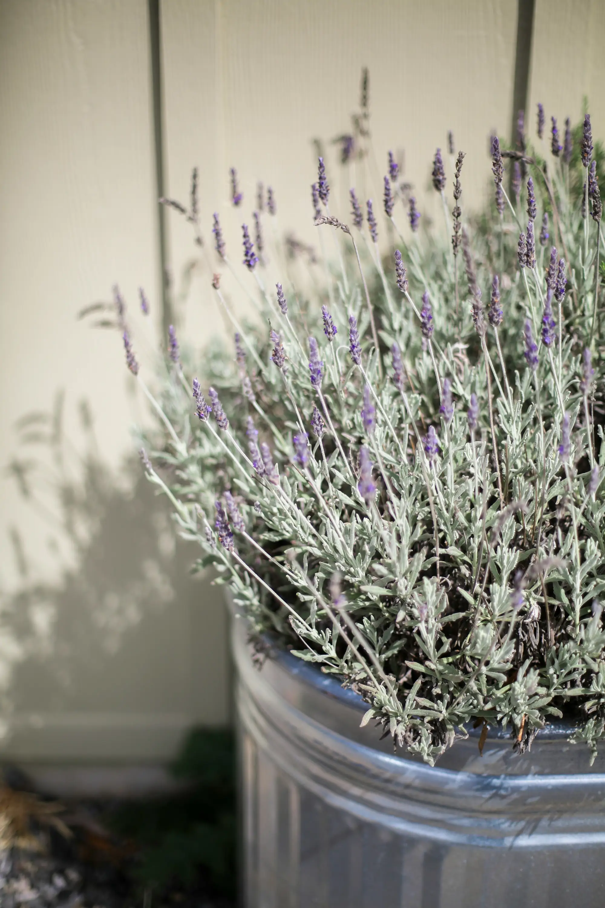 Guía para cultivar y cuidar la lavanda en casa