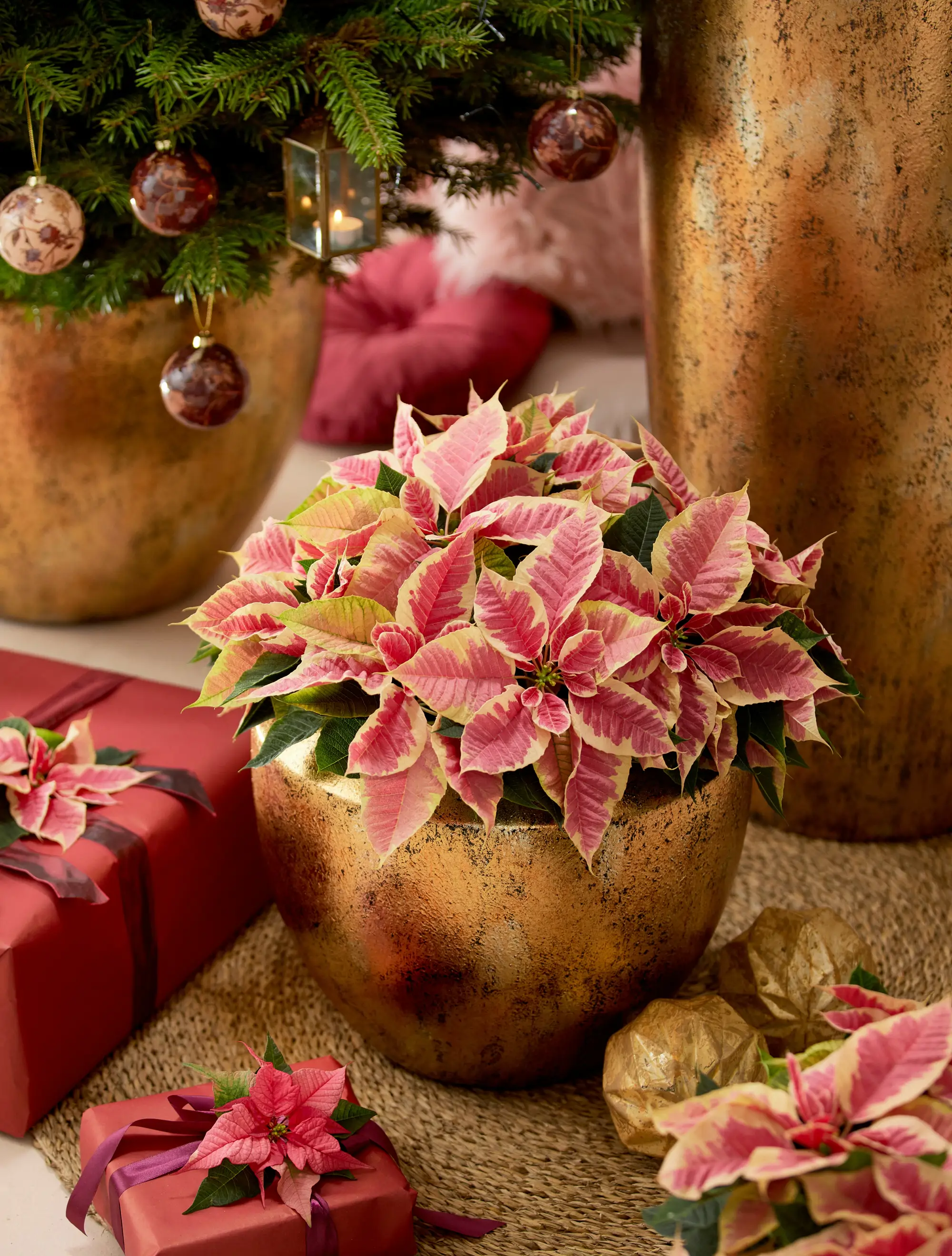Flor de Pascua: cuidados e ideas para decorar tu casa con la planta de ...