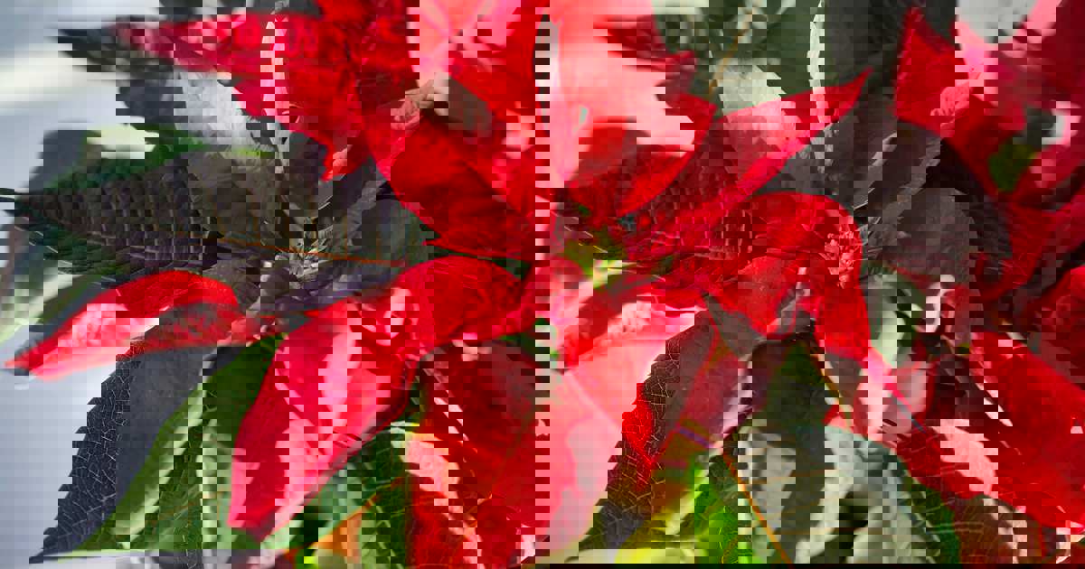 Flor de Pascua: cuidados e ideas para decorar tu casa con la planta de Navidad