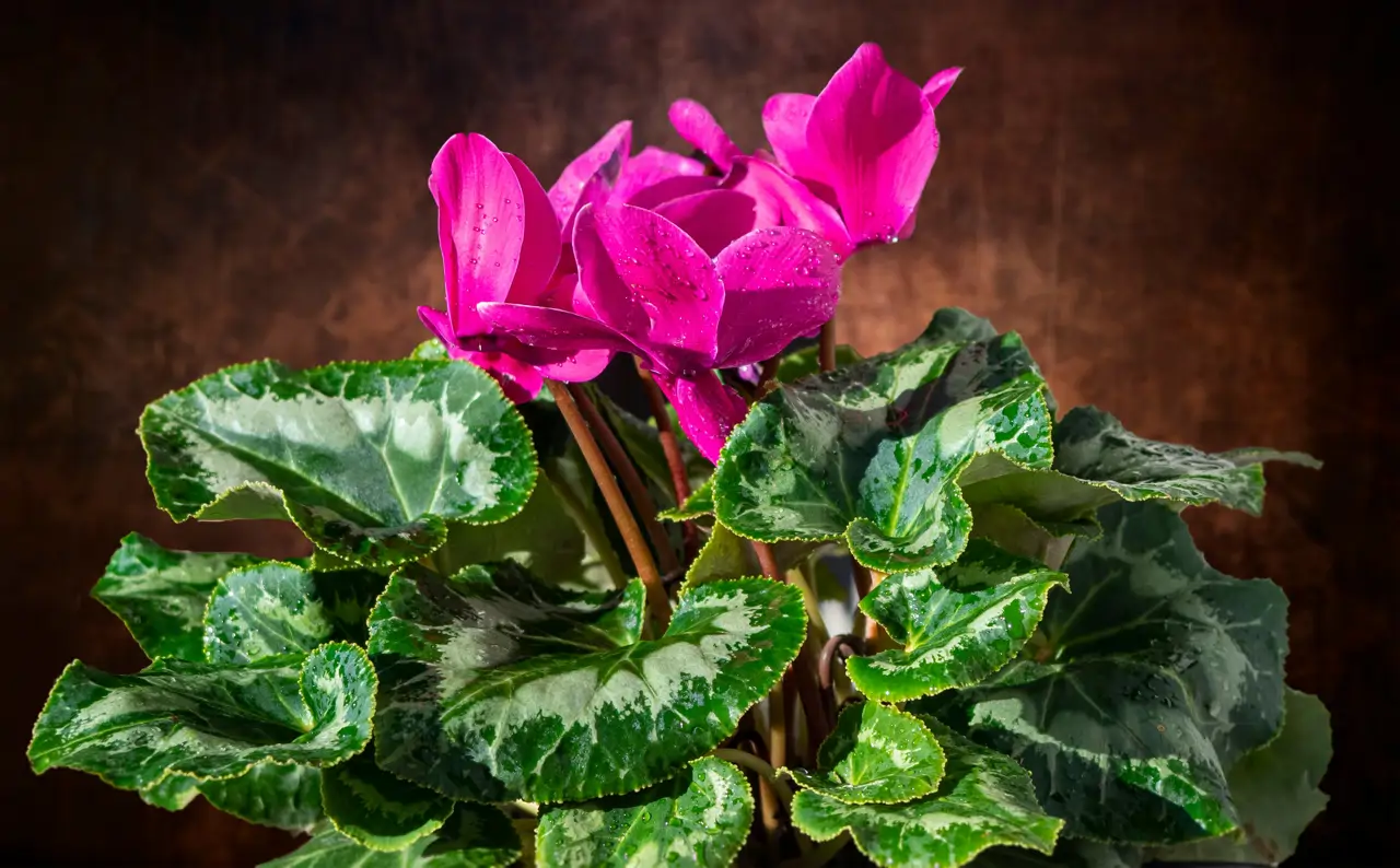 Ciclamen: cómo cuidar la planta que llena tu casa de color en pleno ...
