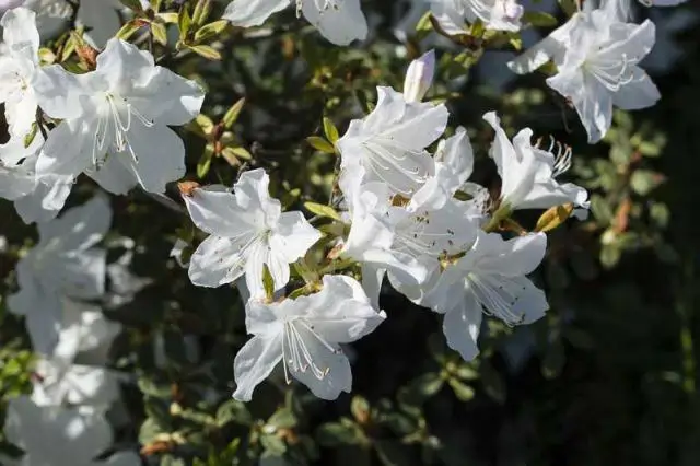 Azalea: cómo cuidarla, dónde ponerla y qué hacer para que florezca más ...