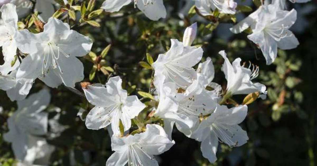 Azalea: cómo cuidarla, dónde ponerla y qué hacer para que florezca más ...