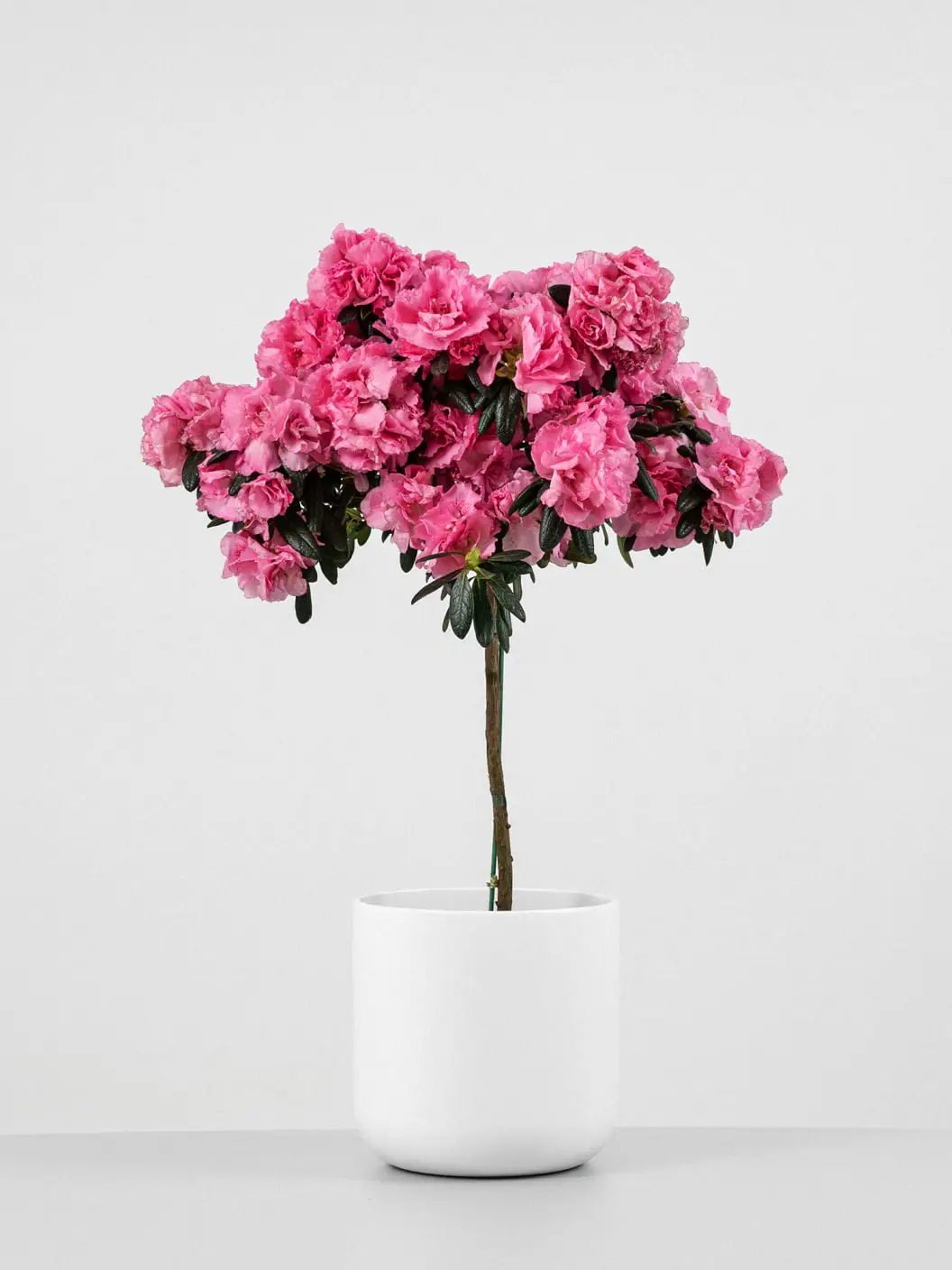 Azalea: cómo cuidarla, dónde ponerla y qué hacer para que florezca más ...