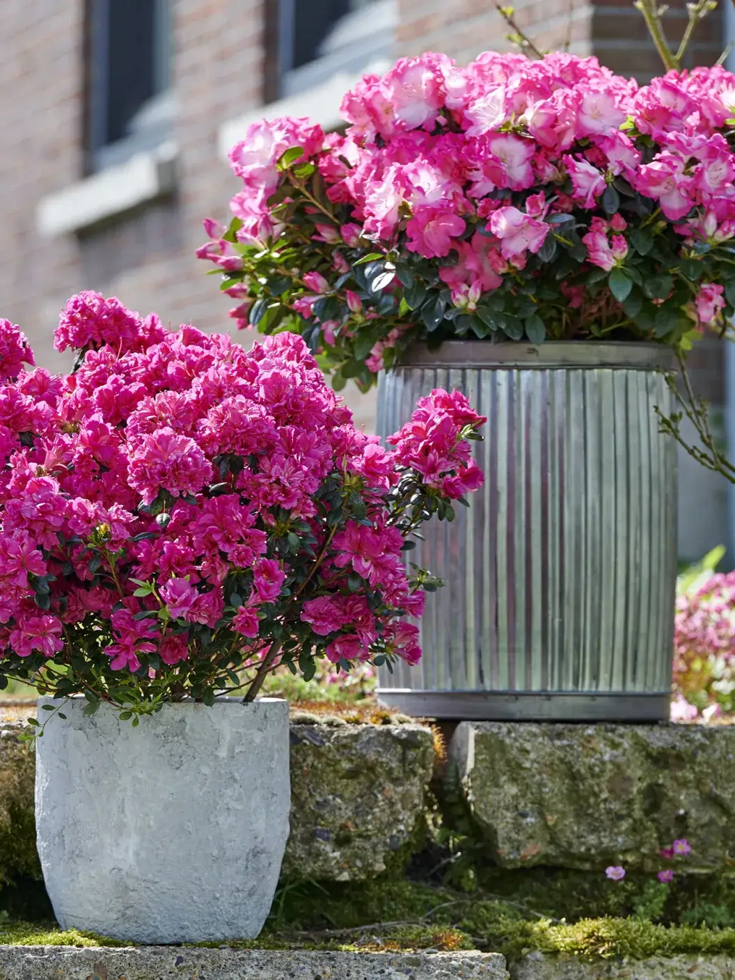 Azalea: cómo cuidarla, dónde ponerla y qué hacer para que florezca más ...