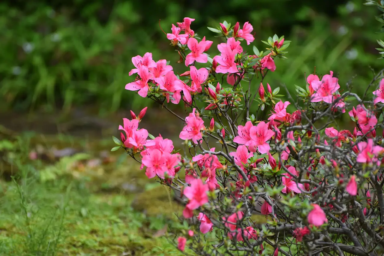 Azalea: cómo cuidarla, dónde ponerla y qué hacer para que florezca más ...