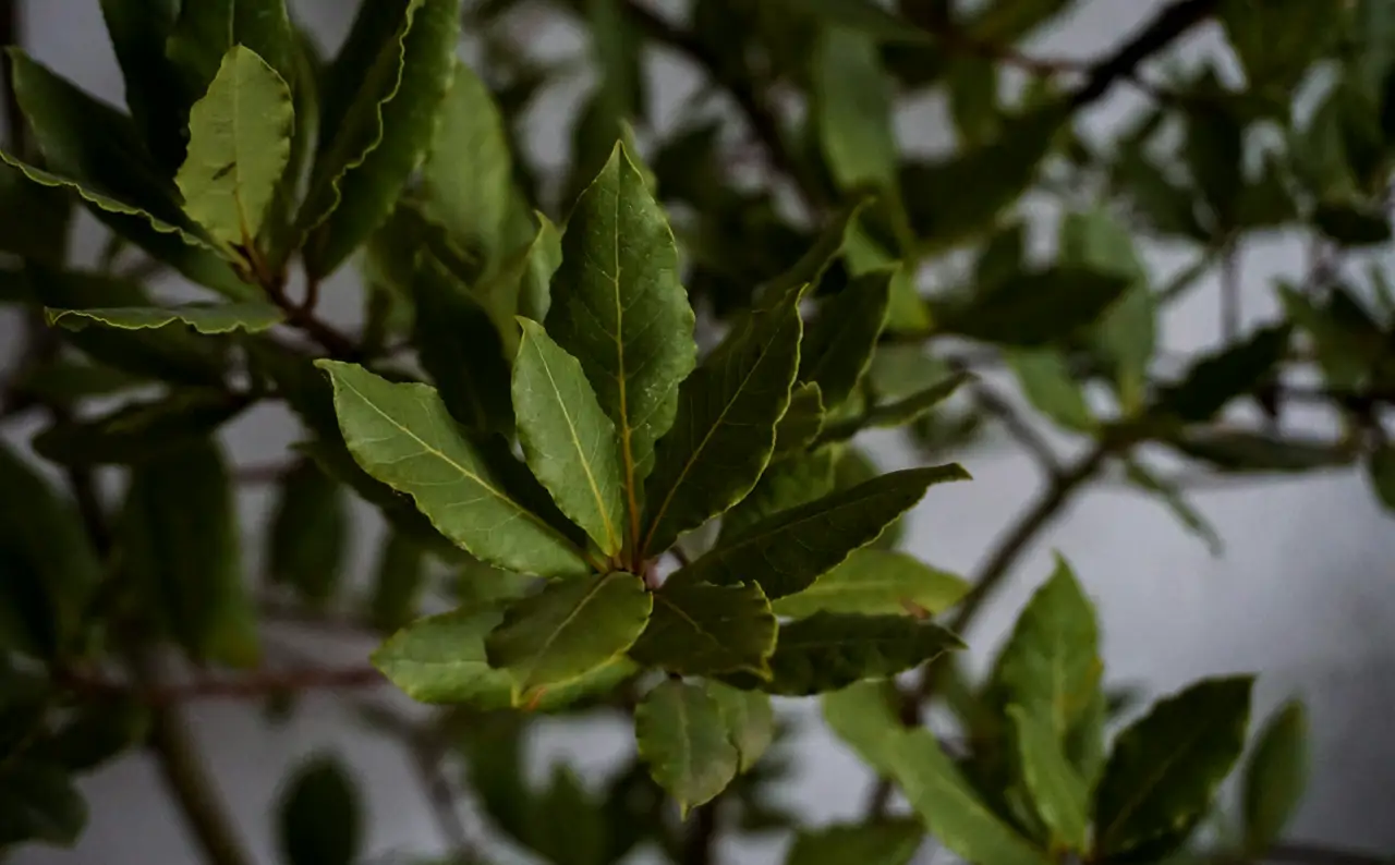 Laurel: la planta mediterránea útil, decorativa y fácil de mantener