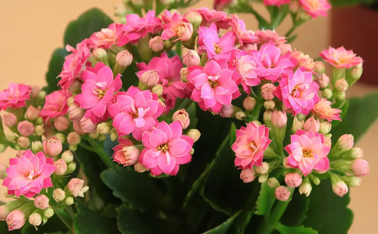 Todo sobre el kalanchoe, una de las plantas más fáciles de cuidar