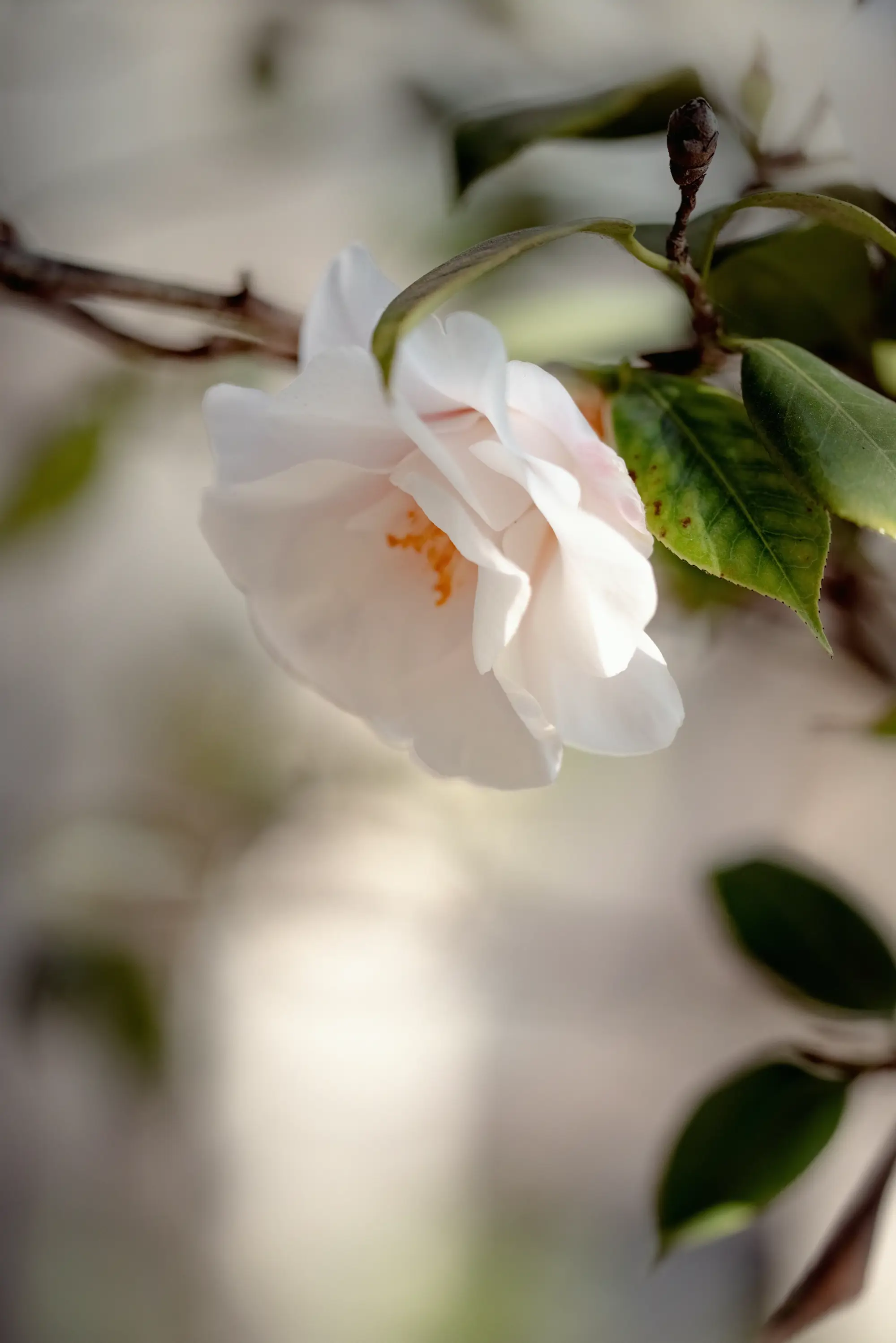 17 plantas con flores blancas para llenar de luz tu casa y tu jardín
