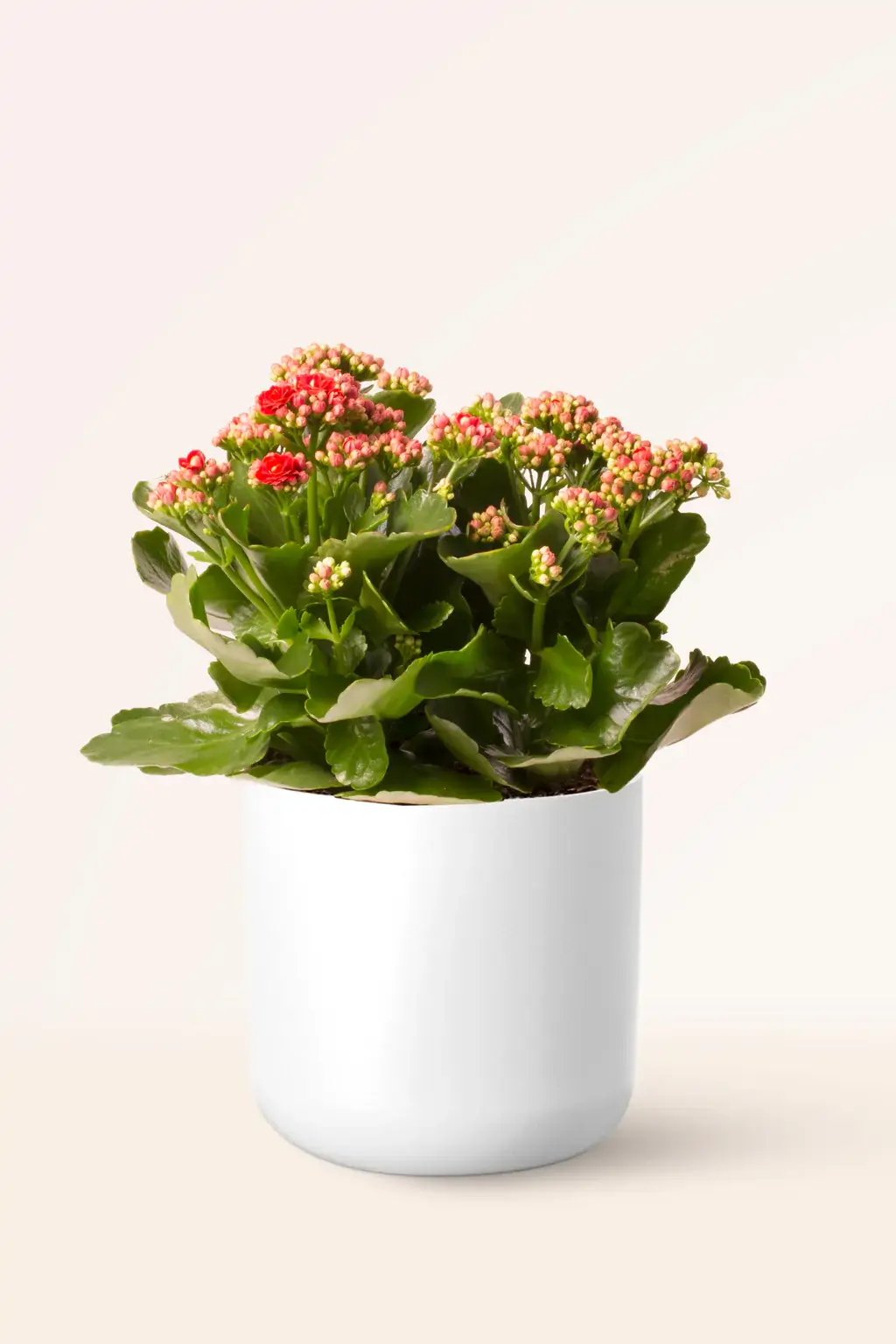 Ni cactus, ni suculentas: 16 plantas que no necesitan mucha agua