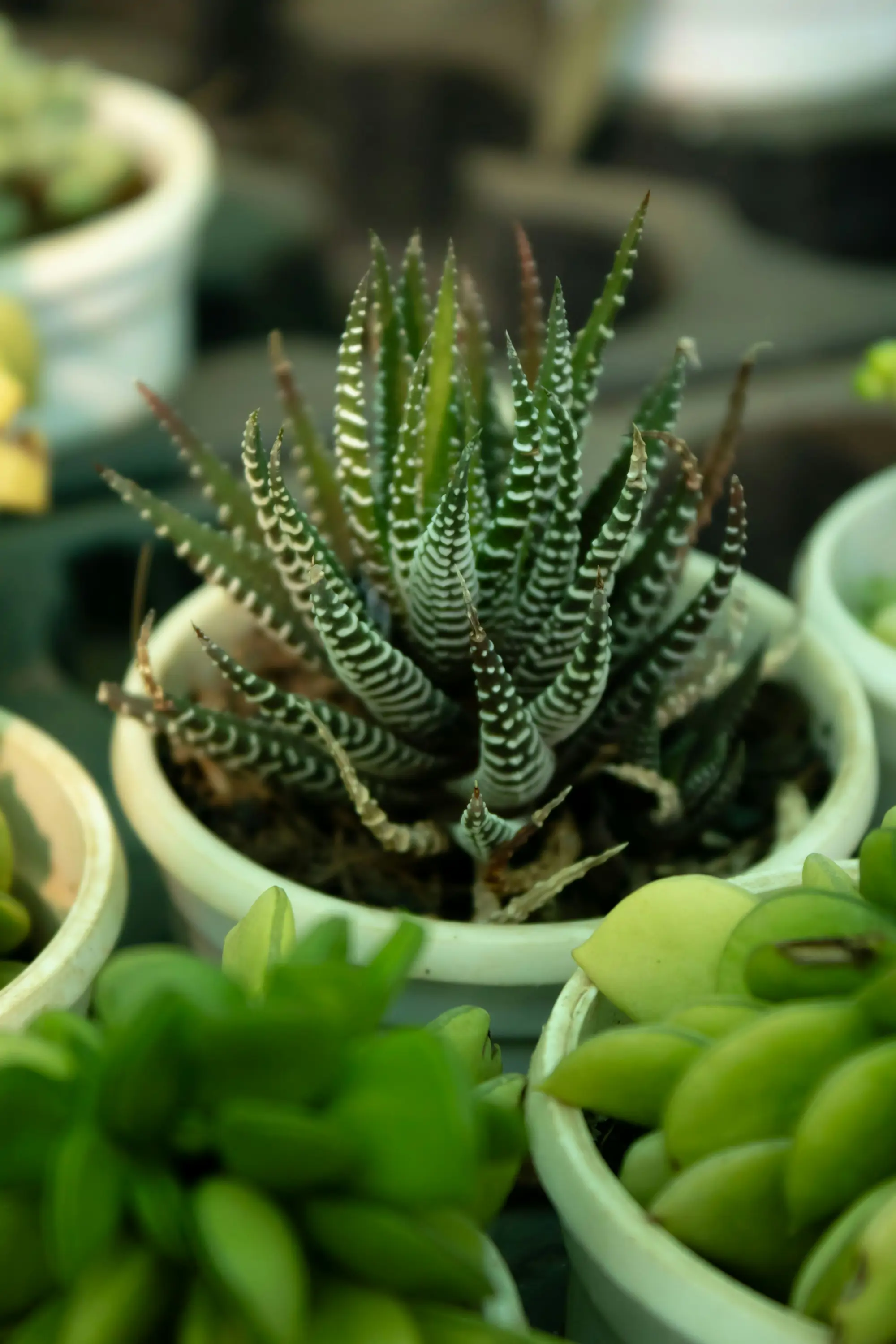 Ni cactus, ni suculentas: 16 plantas que no necesitan mucha agua