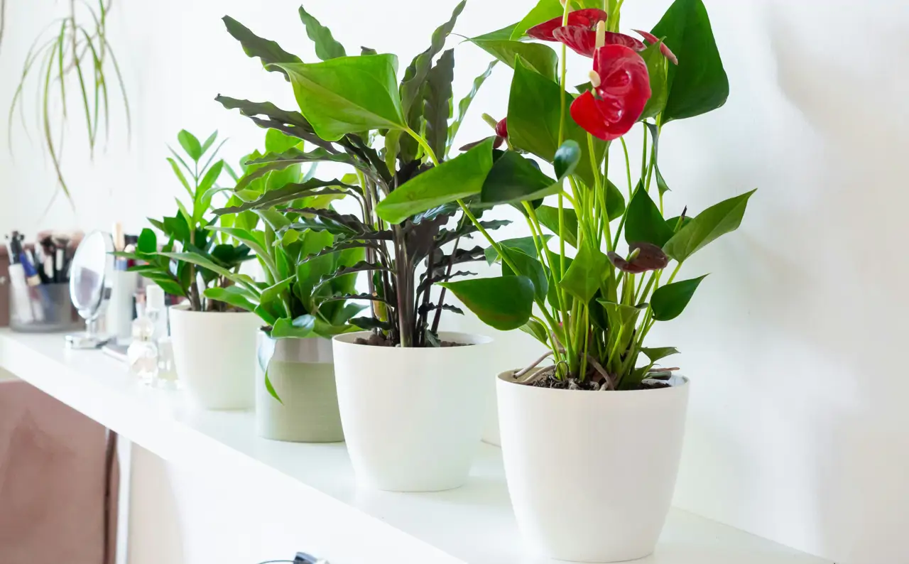 Las 12 plantas con flores de interior y exterior más bonitas y resistentes