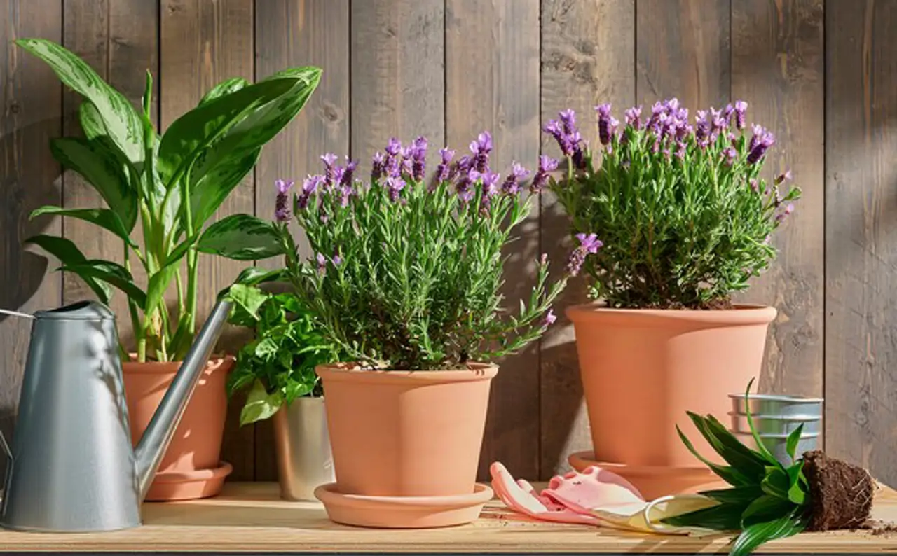 17 plantas de invierno resistentes al frío que aguantan bien las heladas