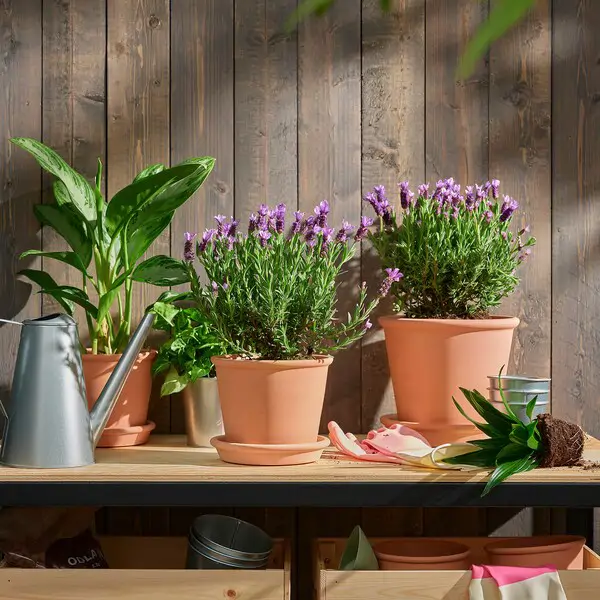 20 plantas suculentas bonitas con flor para llenar de color nuestro hogar