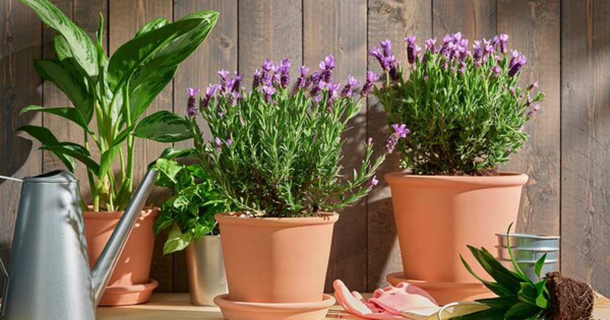 17 plantas de invierno resistentes al frío que aguantan bien las heladas